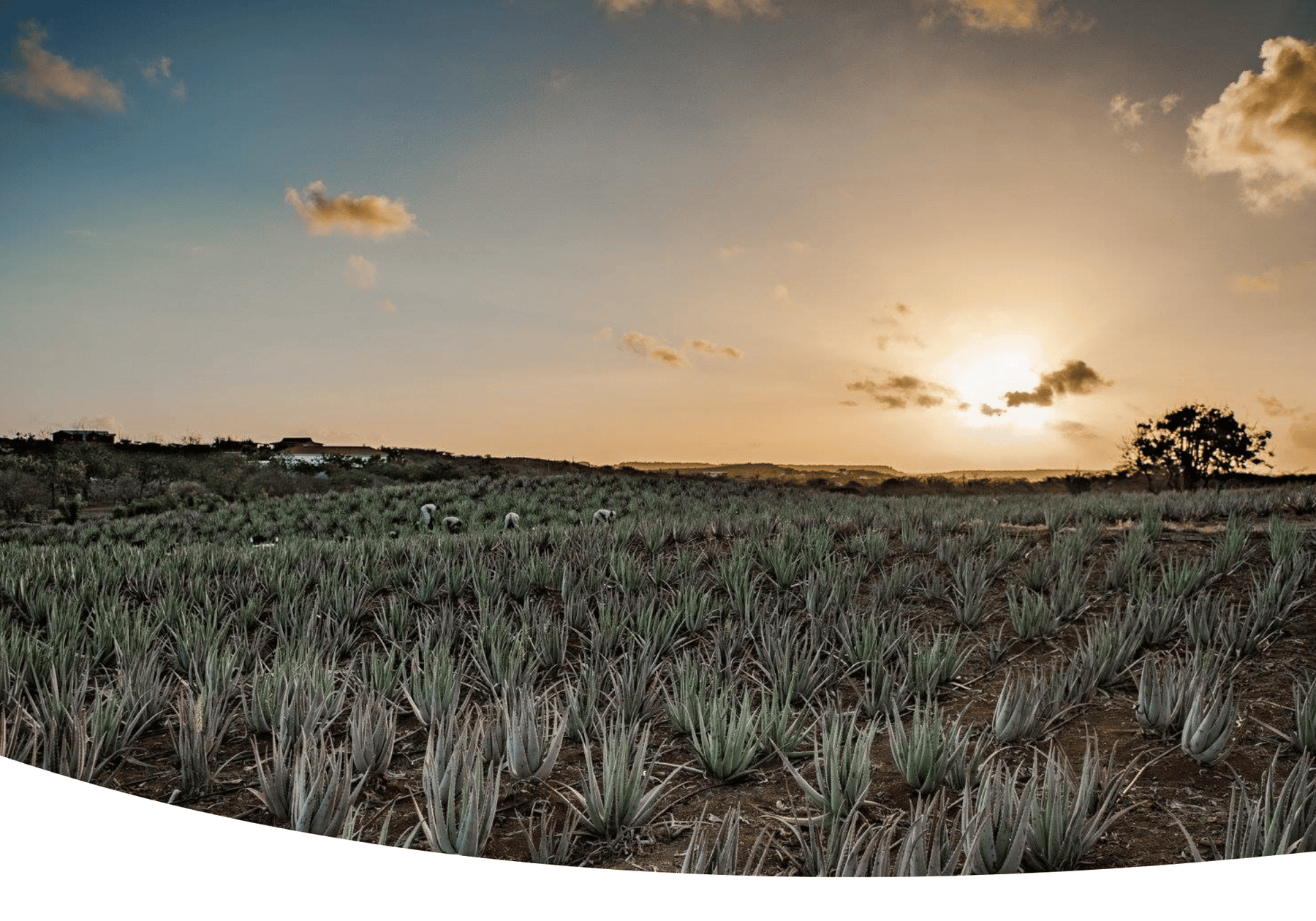 Aloe Workshop & Vera Farm | Curaloe Factory - Best Curaçao Activity