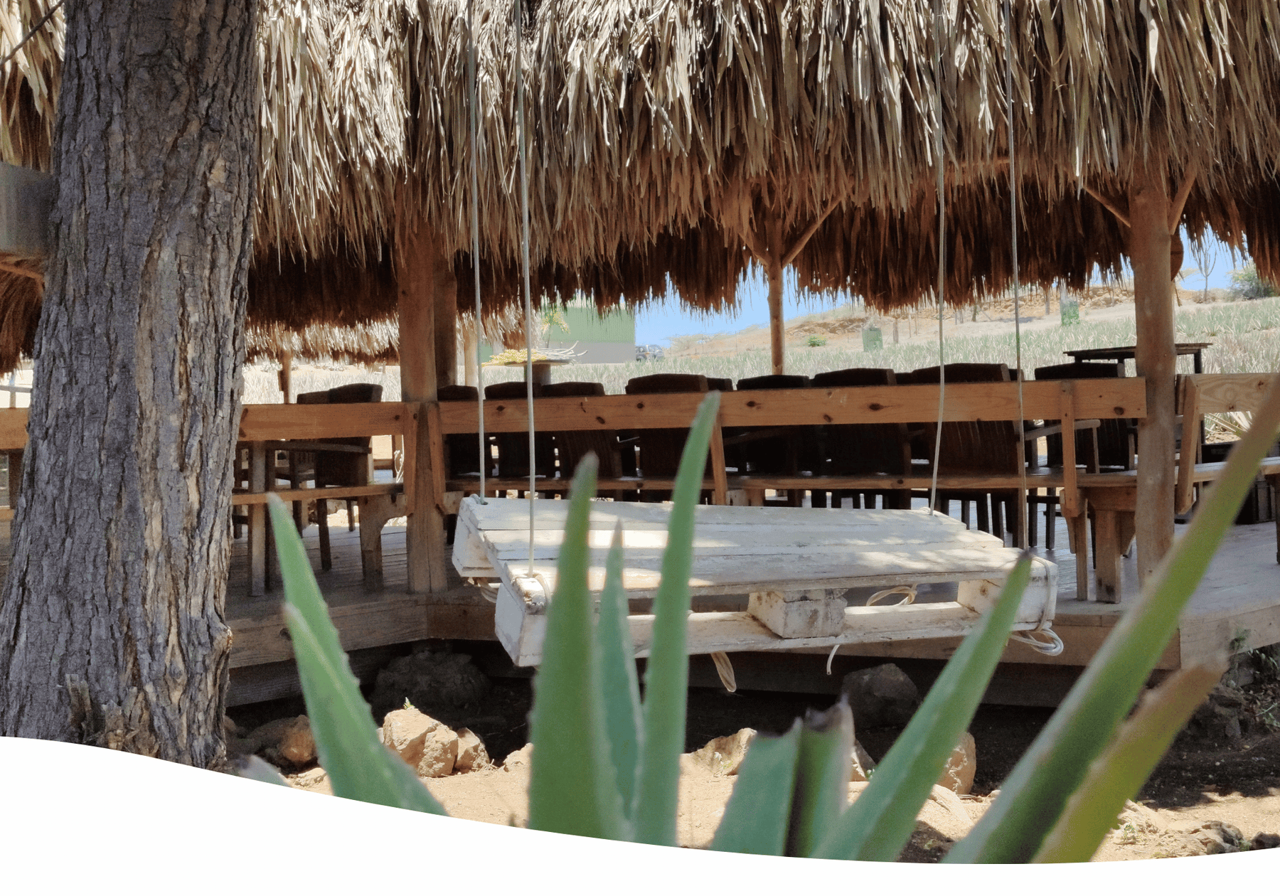 Aloe Workshop & Vera Farm | Curaloe Factory - Best Curaçao Activity