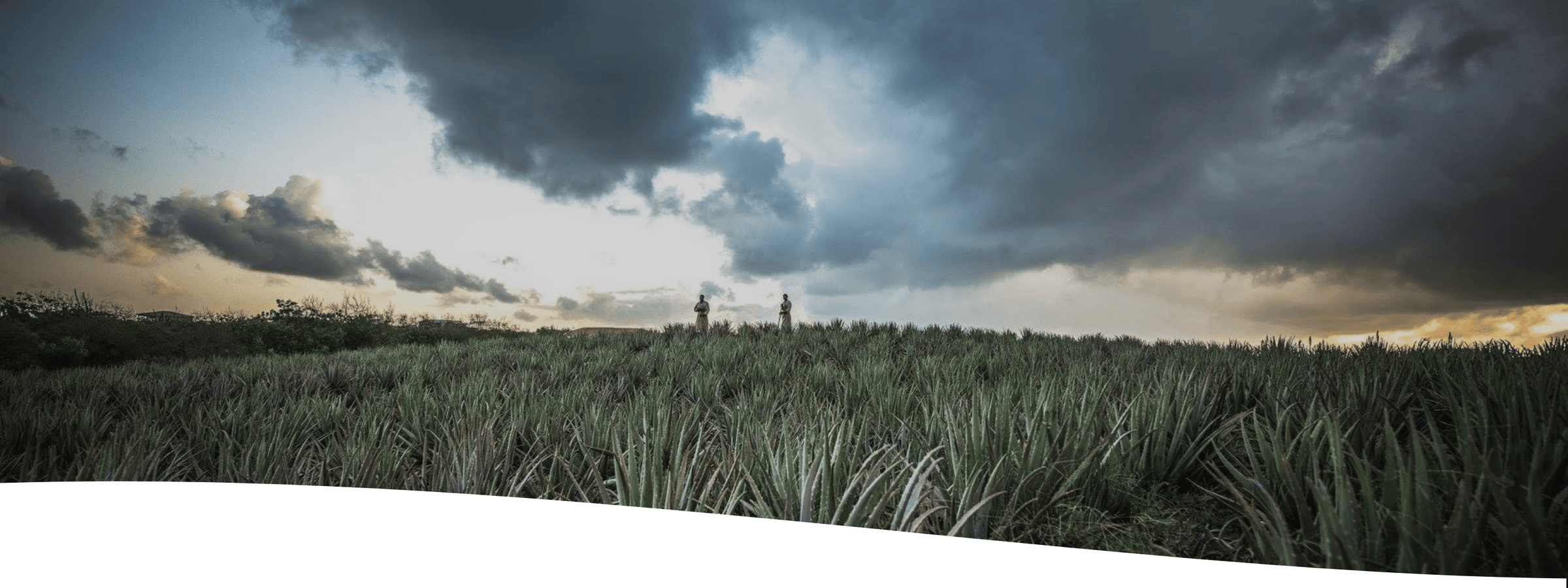 Aloe Workshop & Vera Farm | Curaloe Factory - Best Curaçao Activity
